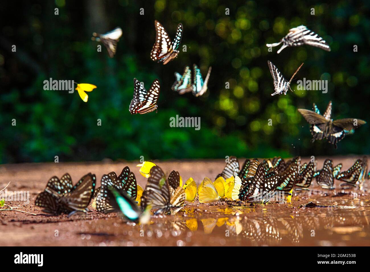 Ma Da forest in Dong Nai province southern Vietnam Stock Photo - Alamy