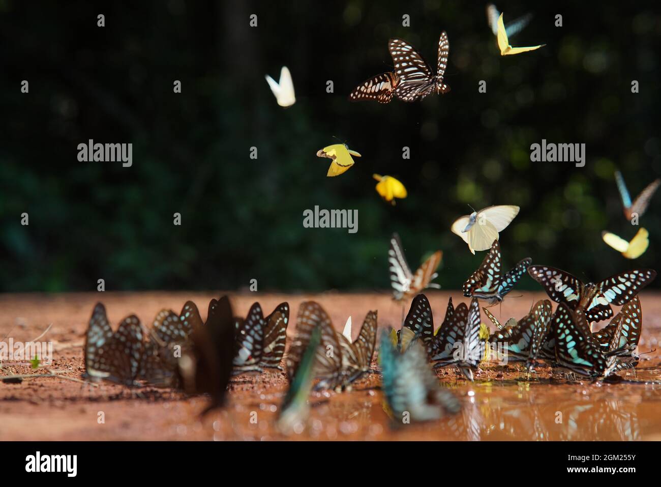 Ma Da forest in Dong Nai province southern Vietnam Stock Photo - Alamy