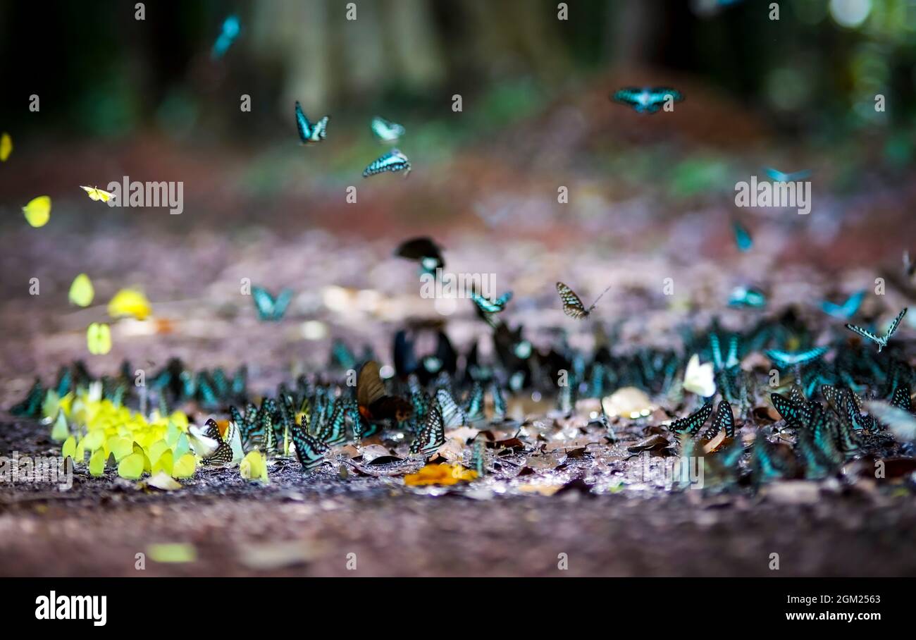 Ma Da forest in Dong Nai province southern Vietnam Stock Photo - Alamy