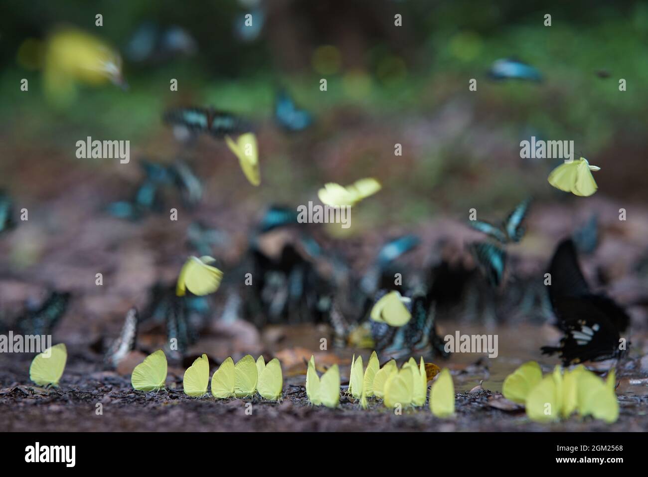 Ma Da forest in Dong Nai province southern Vietnam Stock Photo - Alamy