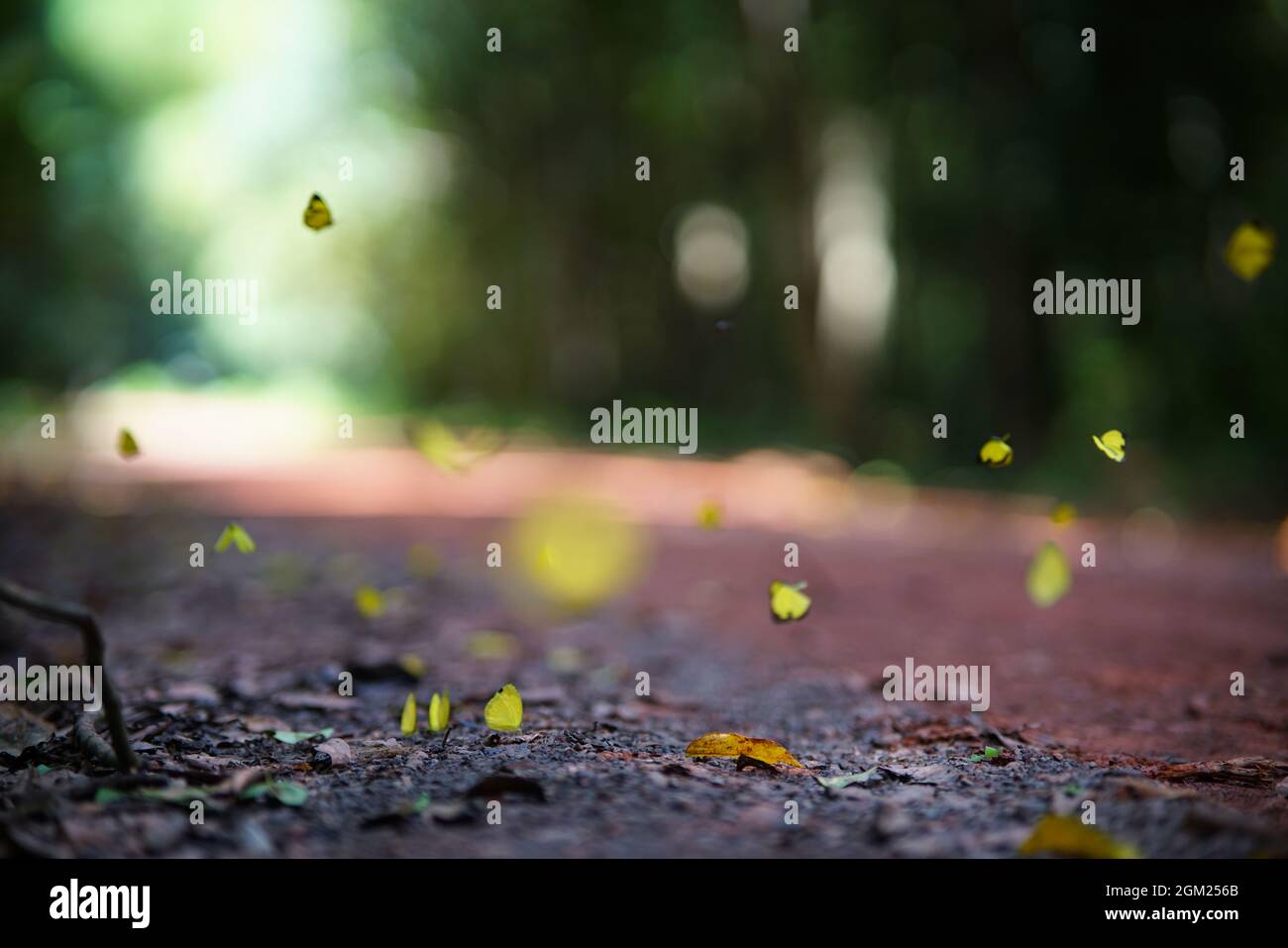 Ma Da forest in Dong Nai province southern Vietnam Stock Photo - Alamy