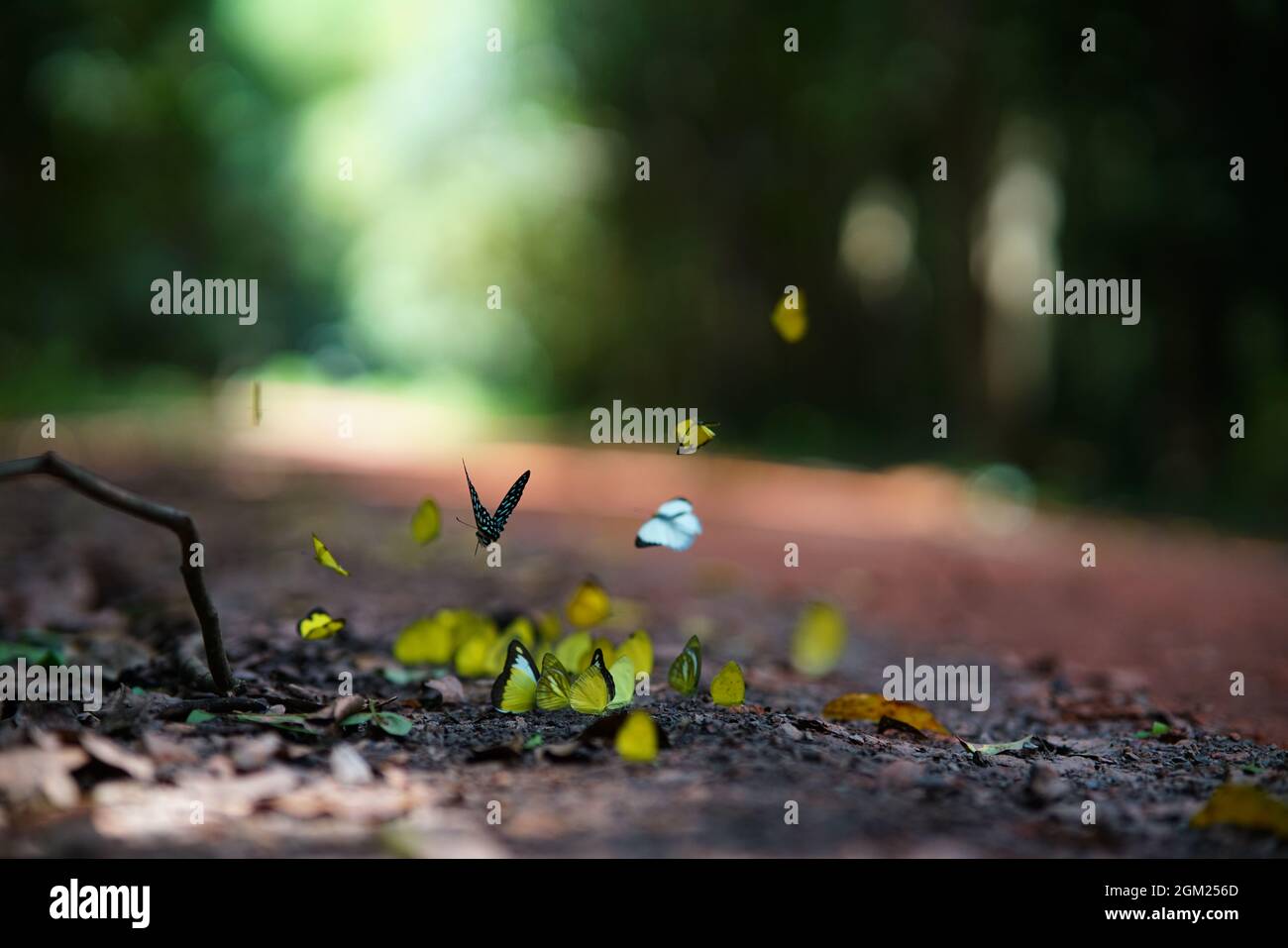 Ma Da forest in Dong Nai province southern Vietnam Stock Photo - Alamy