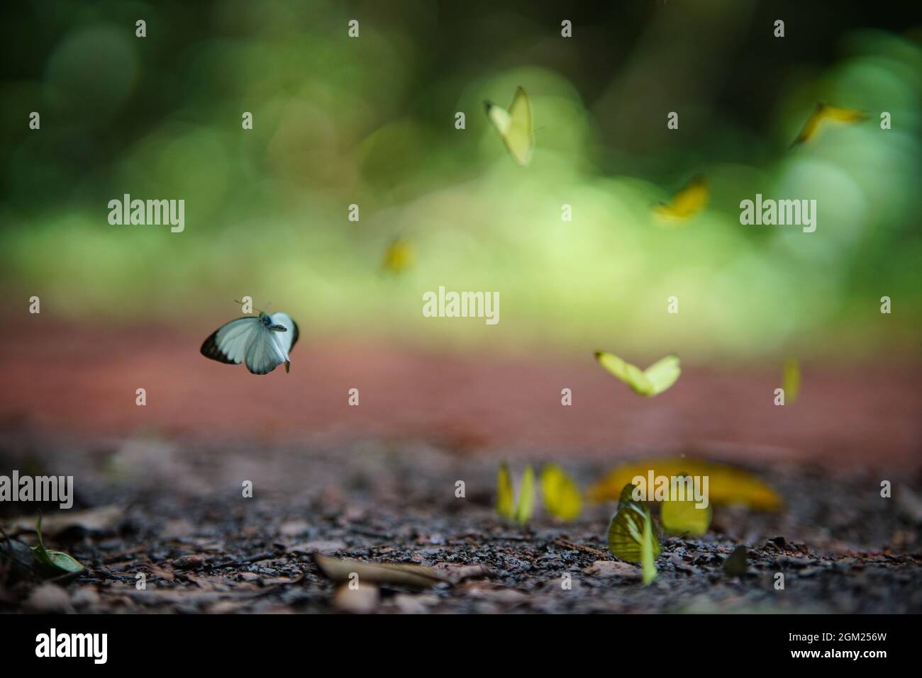 Ma Da forest in Dong Nai province southern Vietnam Stock Photo - Alamy
