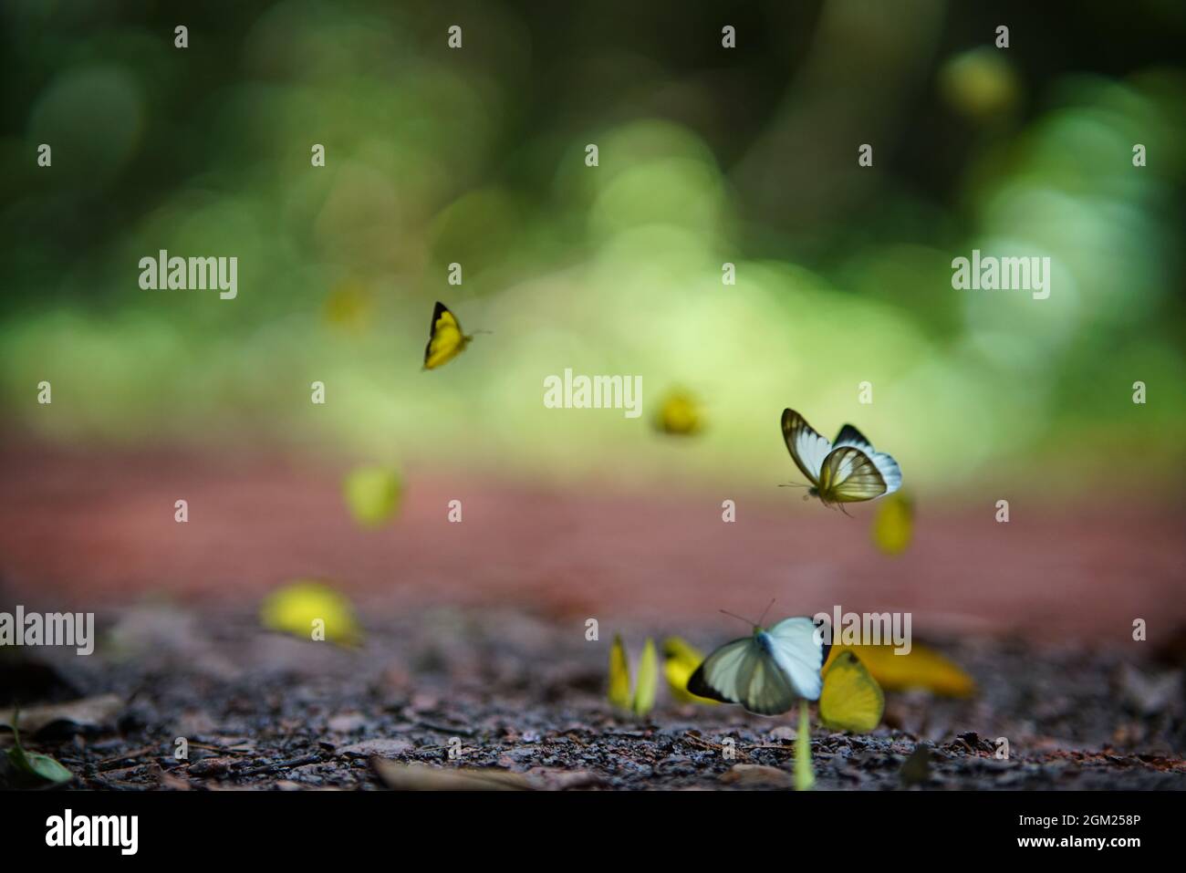 Ma Da forest in Dong Nai province southern Vietnam Stock Photo - Alamy