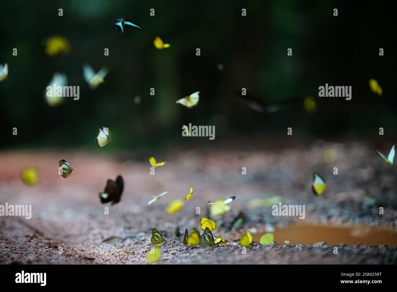 Ma Da forest in Dong Nai province southern Vietnam Stock Photo - Alamy