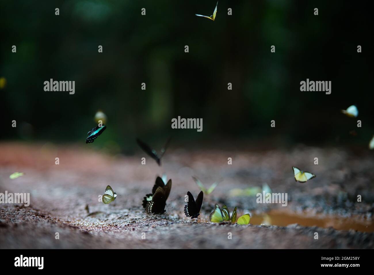 Ma Da forest in Dong Nai province southern Vietnam Stock Photo - Alamy