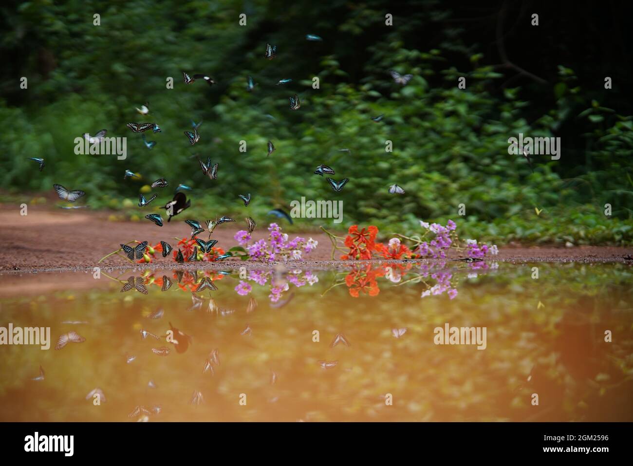 Ma Da forest in Dong Nai province southern Vietnam Stock Photo - Alamy