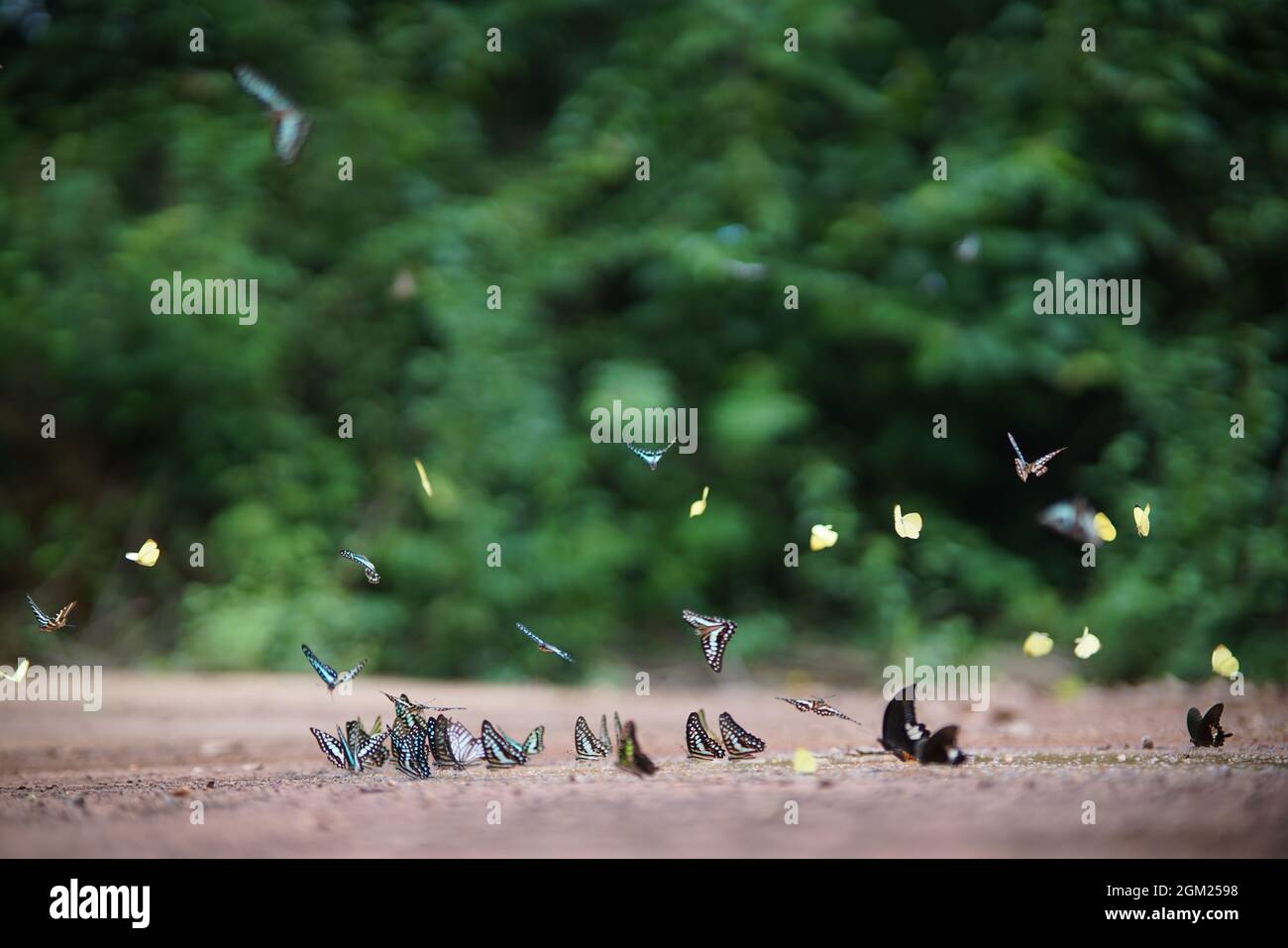 Ma Da forest in Dong Nai province southern Vietnam Stock Photo - Alamy