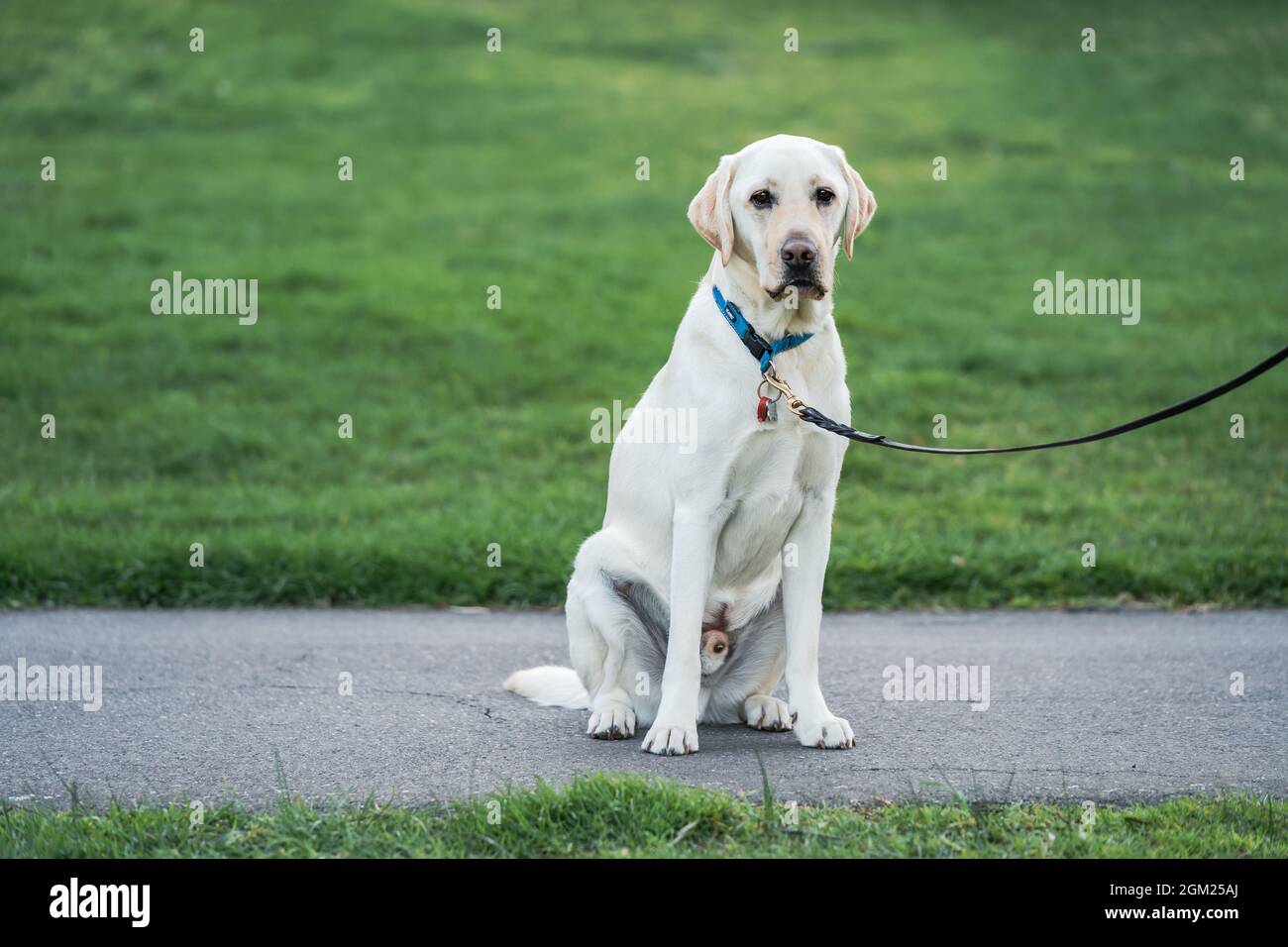 Adorable labradog dog on a field Stock Photo - Alamy