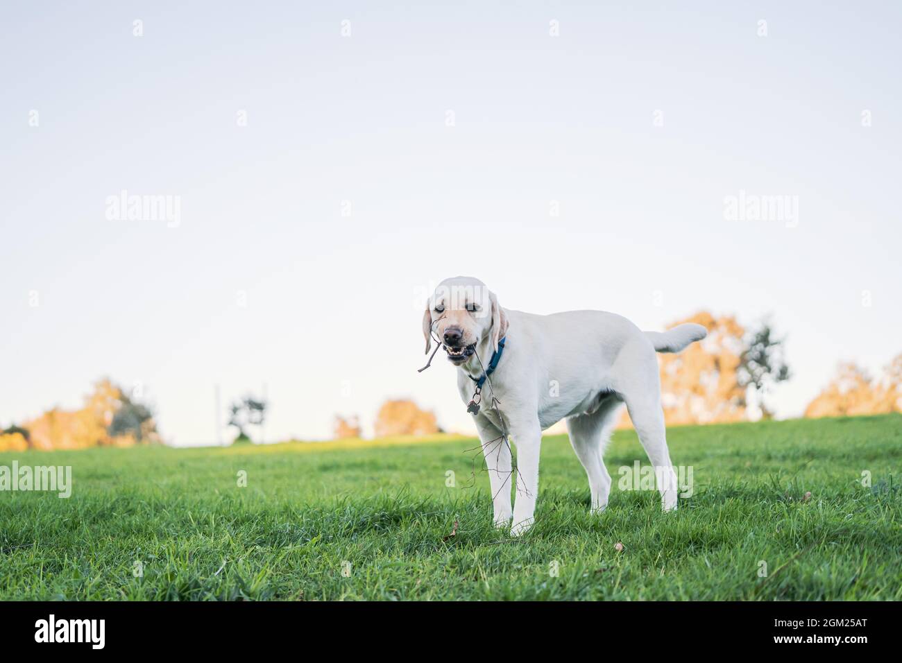 Labradog hi-res stock photography and images - Alamy