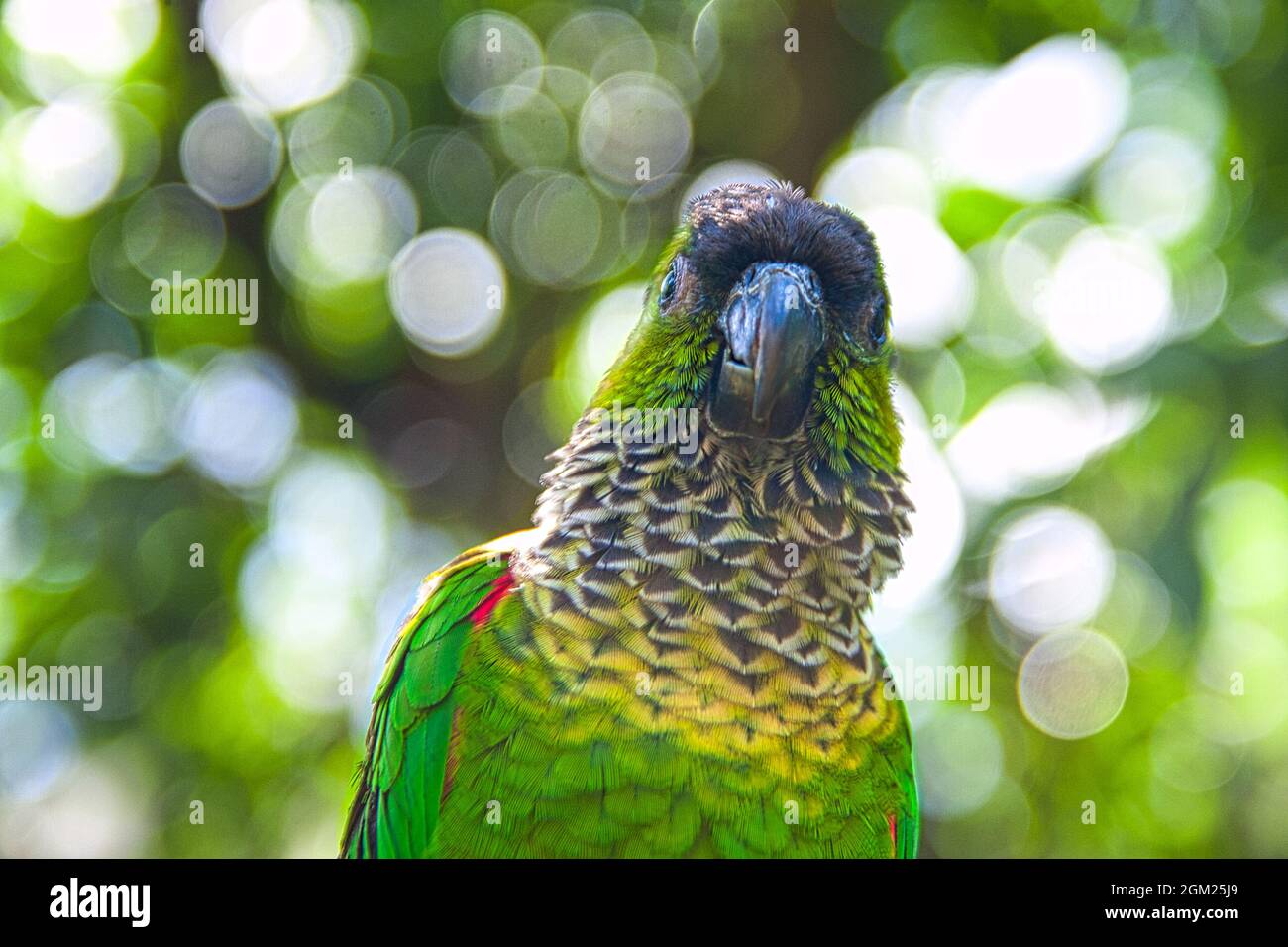 Selective focus shot of a peacock head looking down under bright ...