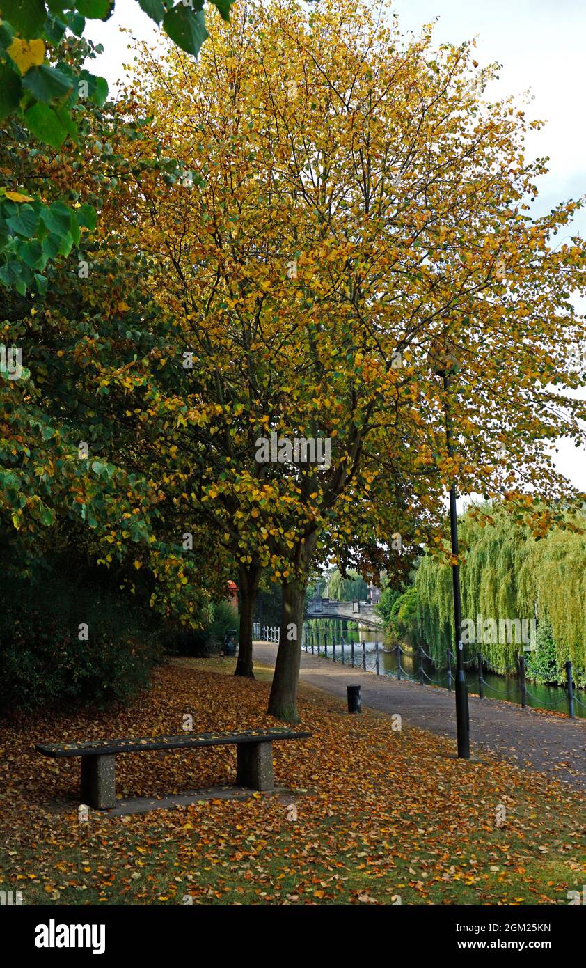 Trees showing signs of approaching autumn on the riverside path by ...