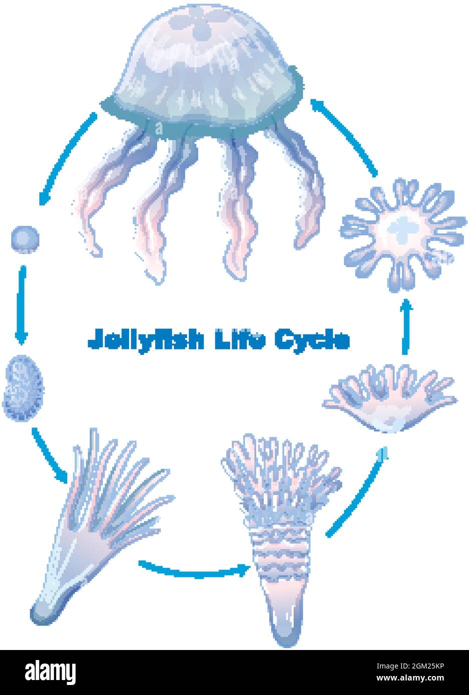 Jellyfish Life Cycle for kids education illustration Stock Vector Image ...