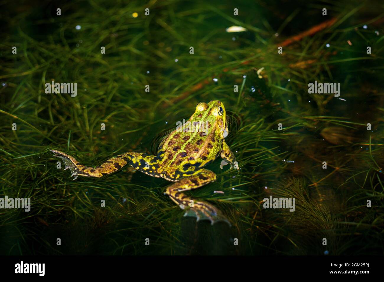 Calling pond frog in the water Stock Photo - Alamy