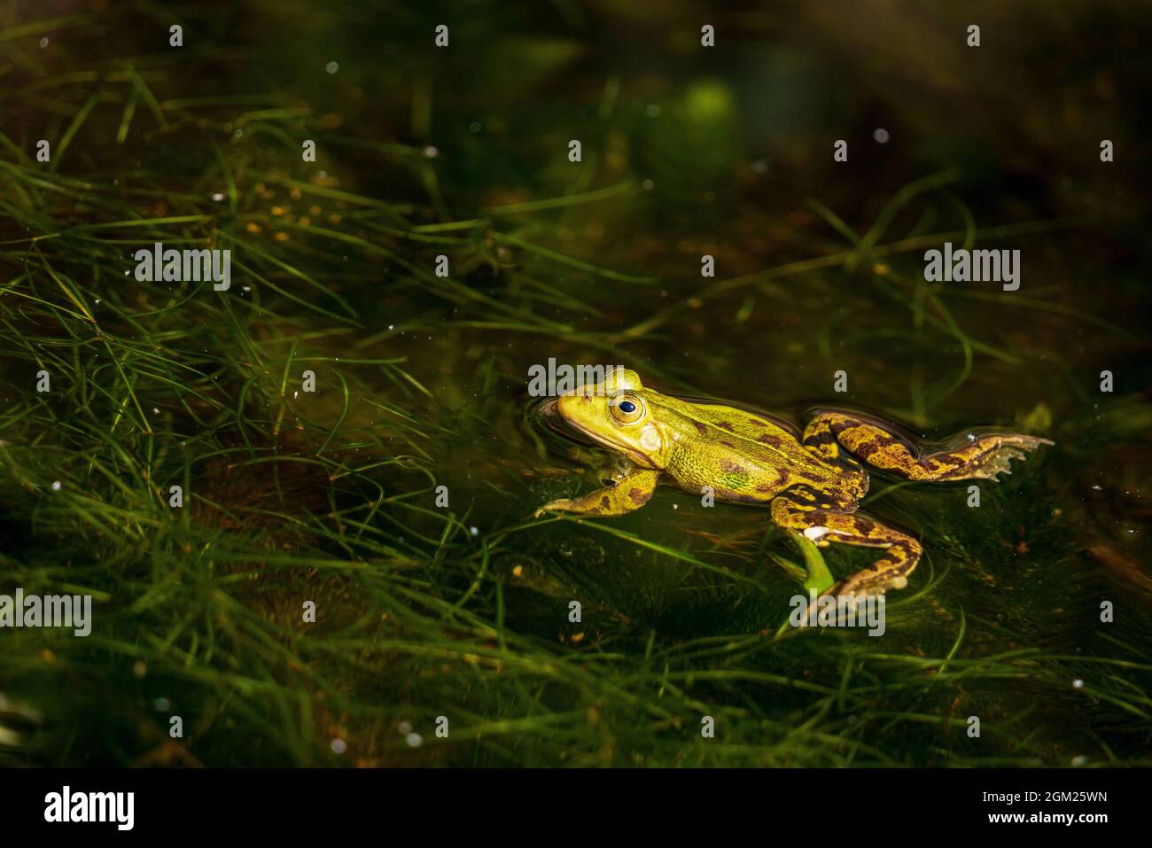 Calling pond frog in the water Stock Photo - Alamy