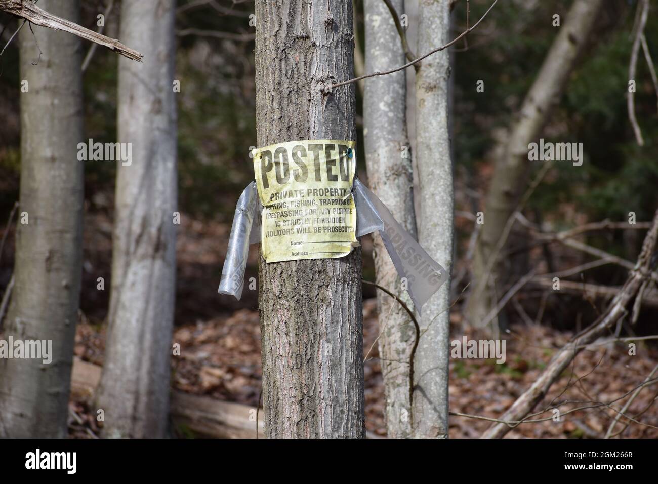 No hunting or trespassing sign posted on tree in forest Stock Photo - Alamy