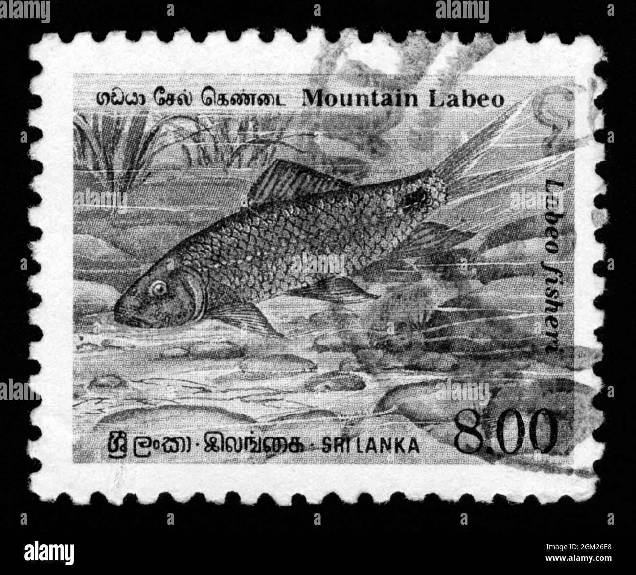 Labeo fisheri hi-res stock photography and images - Alamy