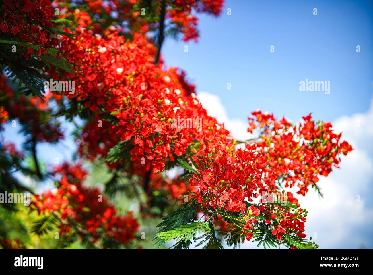 Nice Ma Da forest in Dong Nai province southern Vietnam Stock Photo - Alamy