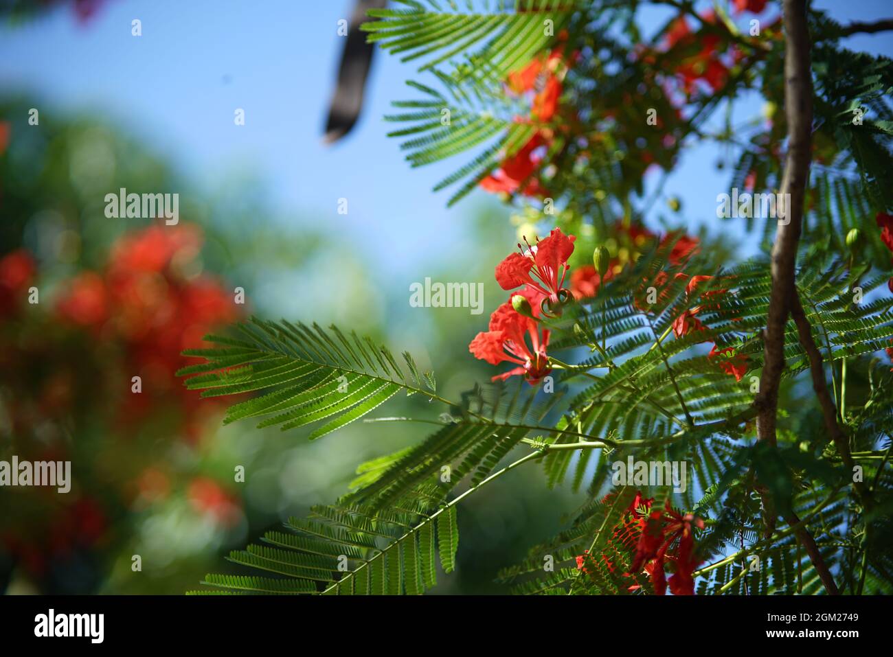 Nice Ma Da forest in Dong Nai province southern Vietnam Stock Photo - Alamy