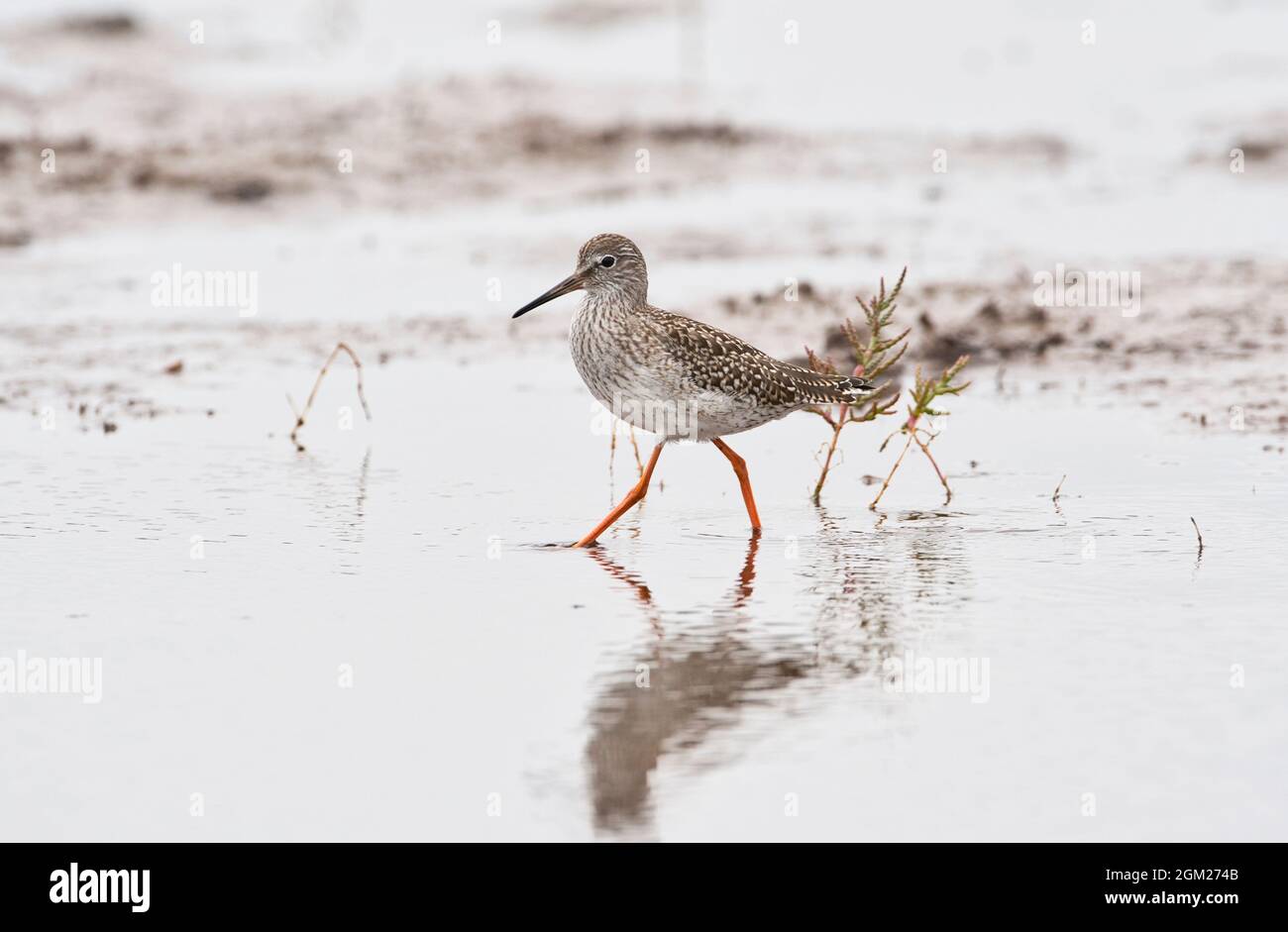 Common redshank (Tringa totanus) feeding in shallow water Stock Photo ...