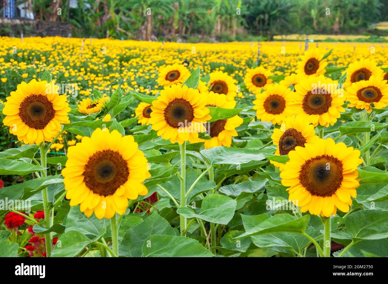 Nice Ma Da forest in Dong Nai province southern Vietnam Stock Photo - Alamy