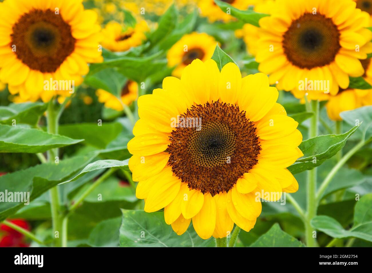 Nice Ma Da forest in Dong Nai province southern Vietnam Stock Photo - Alamy