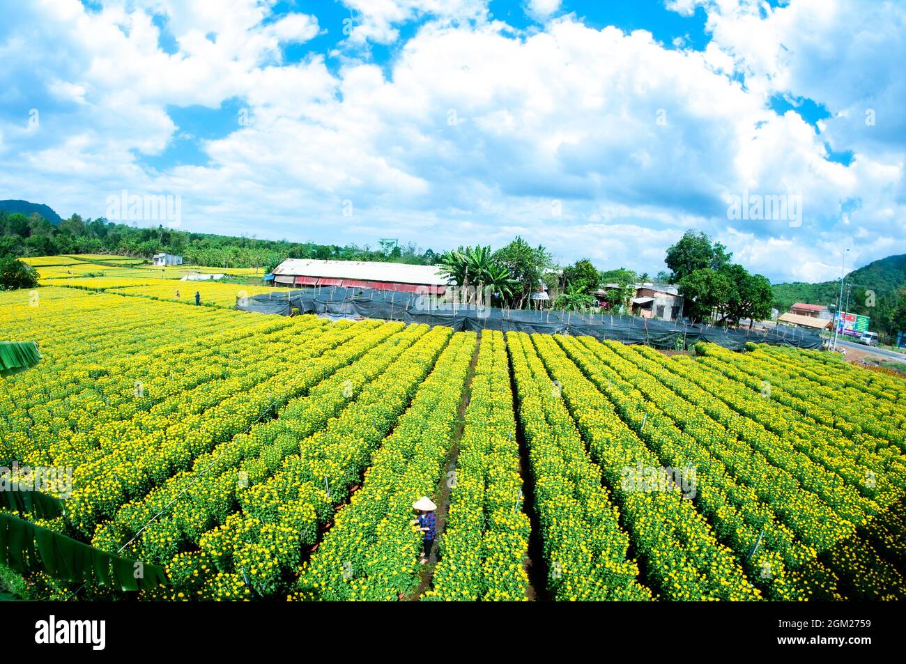 Nice Ma Da forest in Dong Nai province southern Vietnam Stock Photo - Alamy