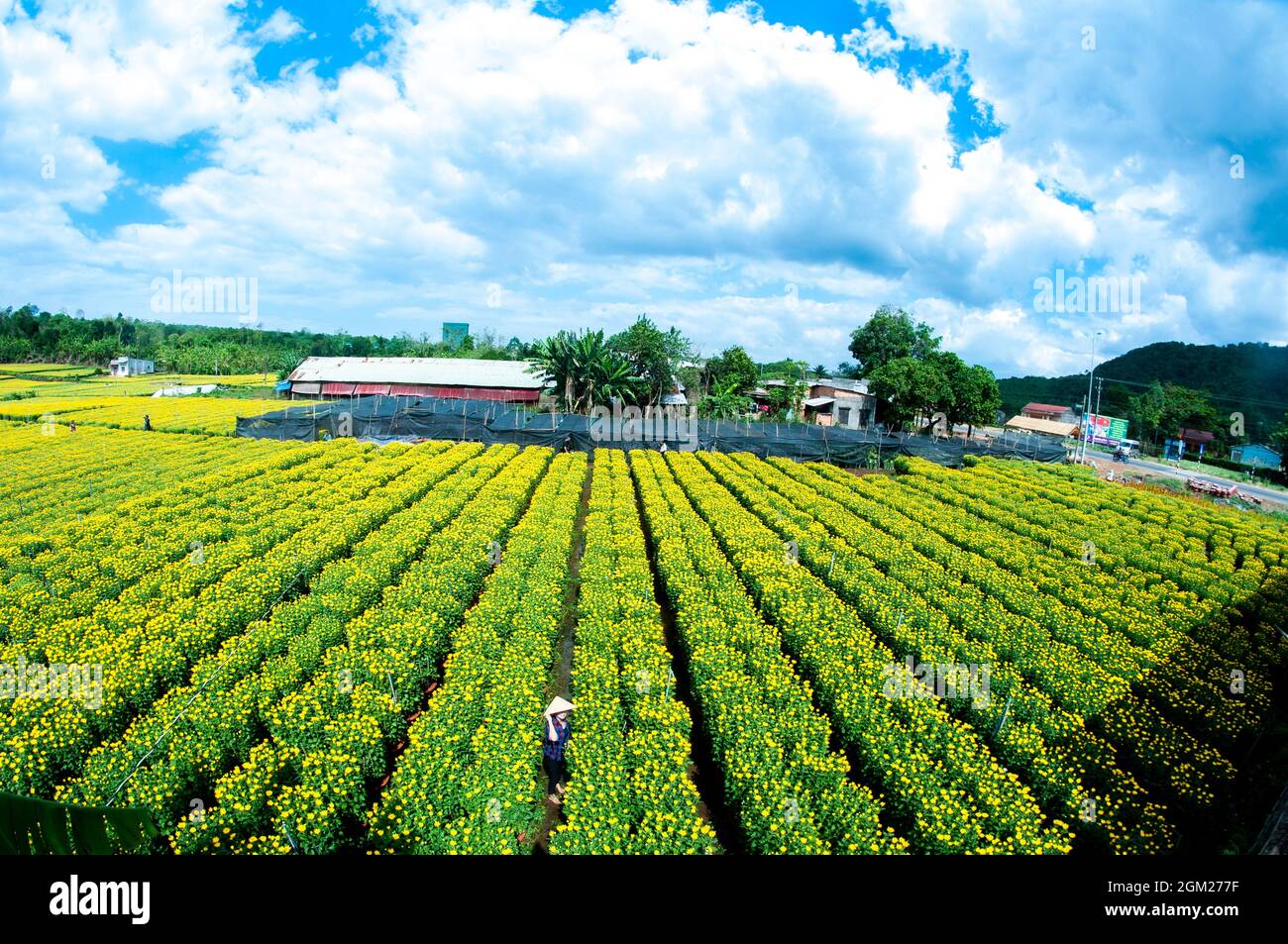 Nice Ma Da forest in Dong Nai province southern Vietnam Stock Photo - Alamy