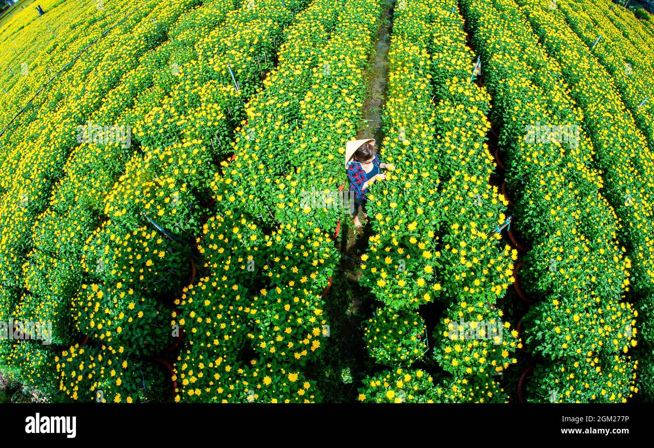 Nice Ma Da forest in Dong Nai province southern Vietnam Stock Photo - Alamy
