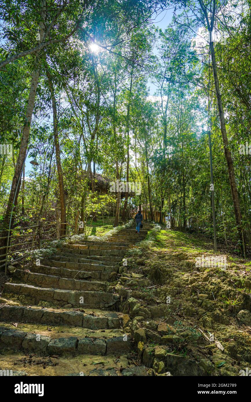 Nice Ma Da forest in Dong Nai province southern Vietnam Stock Photo - Alamy
