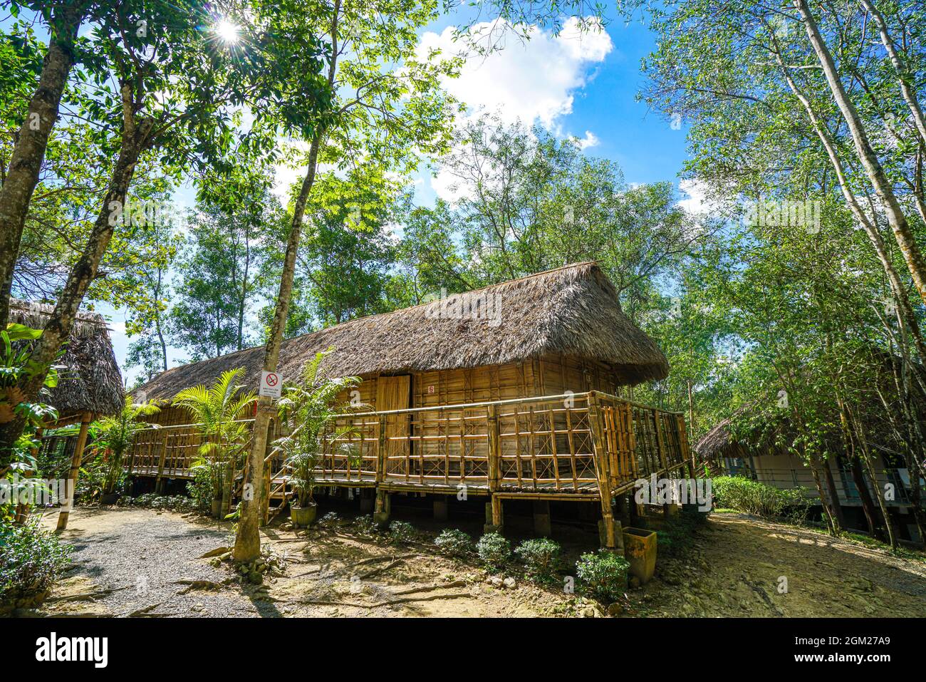 Nice Ma Da forest in Dong Nai province southern Vietnam Stock Photo - Alamy