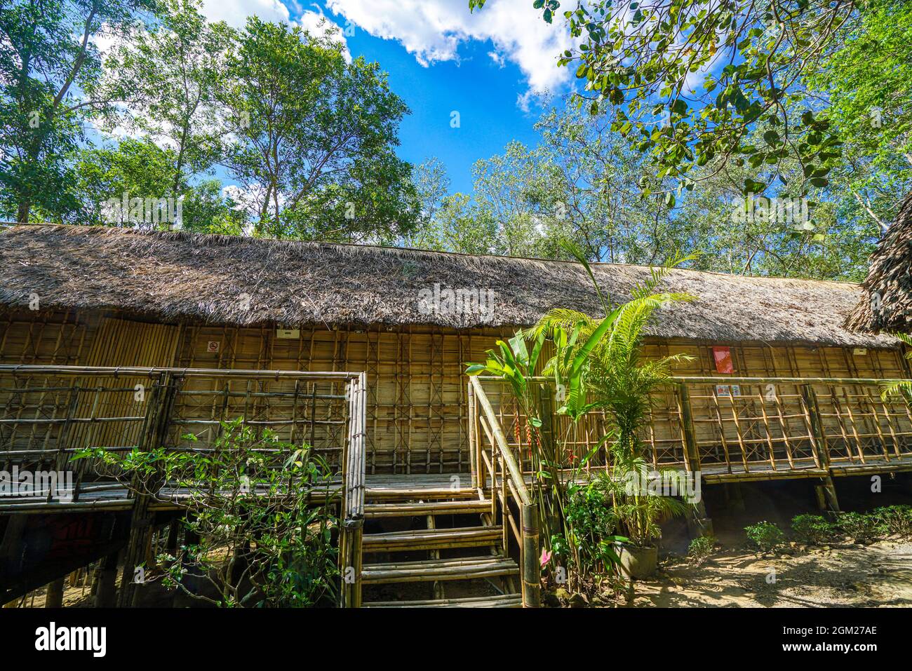 Nice Ma Da forest in Dong Nai province southern Vietnam Stock Photo - Alamy