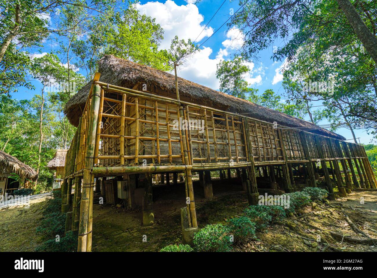 Nice Ma Da forest in Dong Nai province southern Vietnam Stock Photo - Alamy