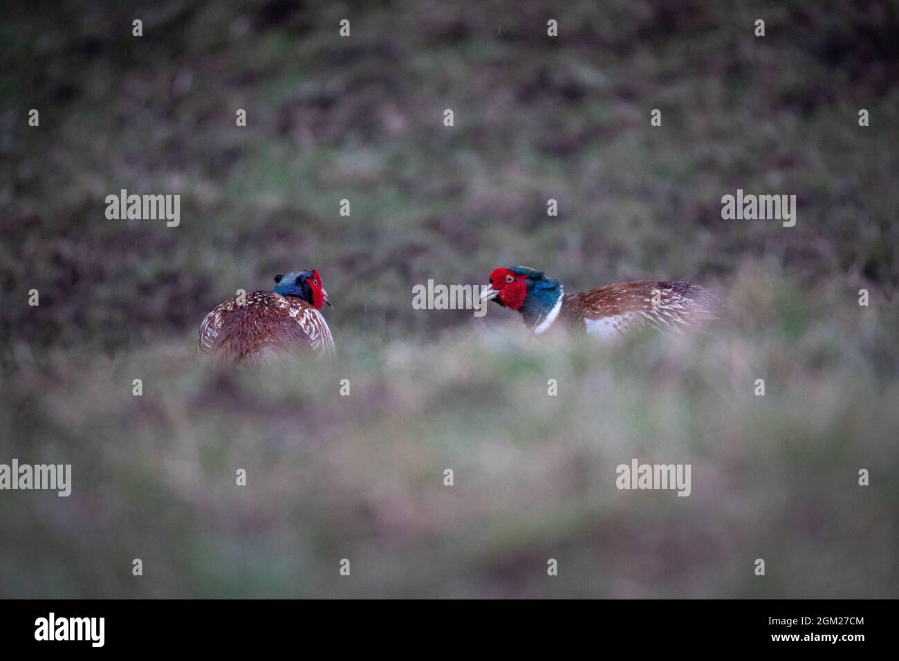 Scottish birds hi-res stock photography and images - Alamy
