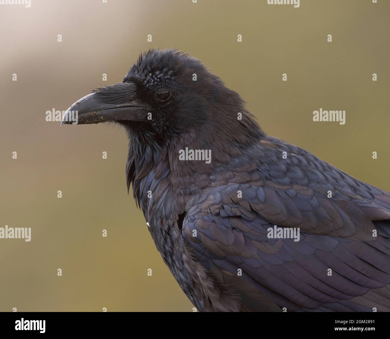 Raven ravens corvus corax hi-res stock photography and images - Alamy