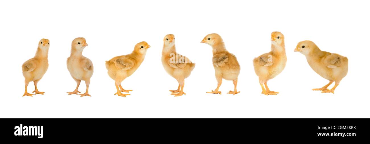 Yellow chickens isolated on a white background Stock Photo - Alamy