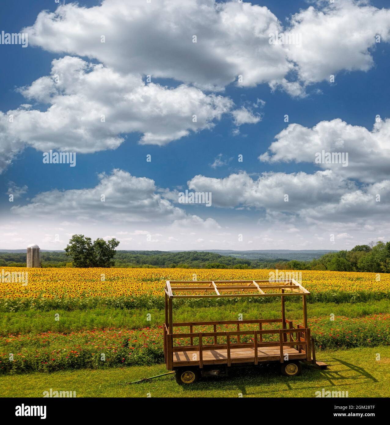 Sunflower Fields - Aerial view of sunflower fields surrounded by Zinnia ...