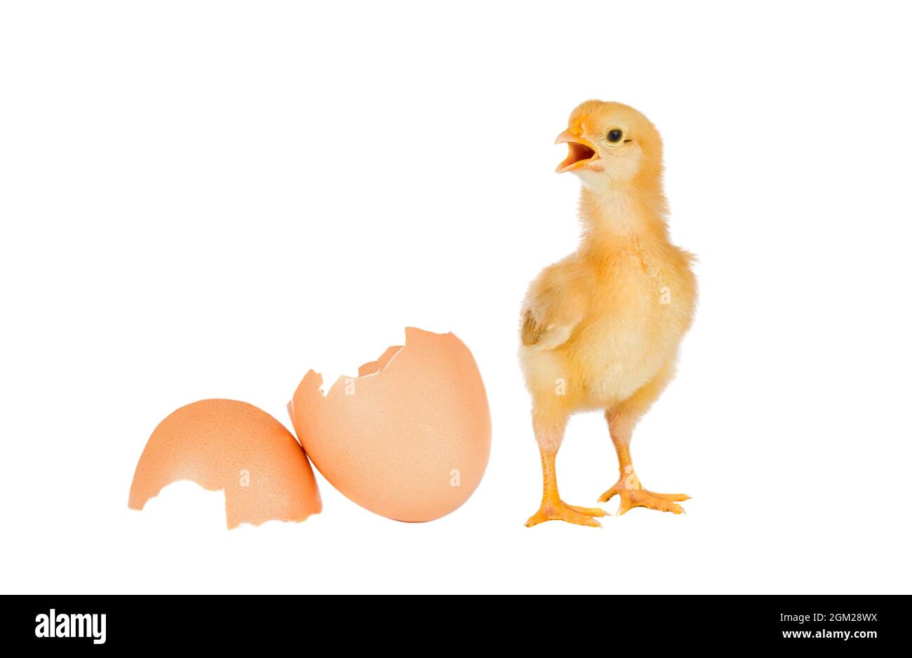 Yellow chicken isolated on a white background Stock Photo - Alamy