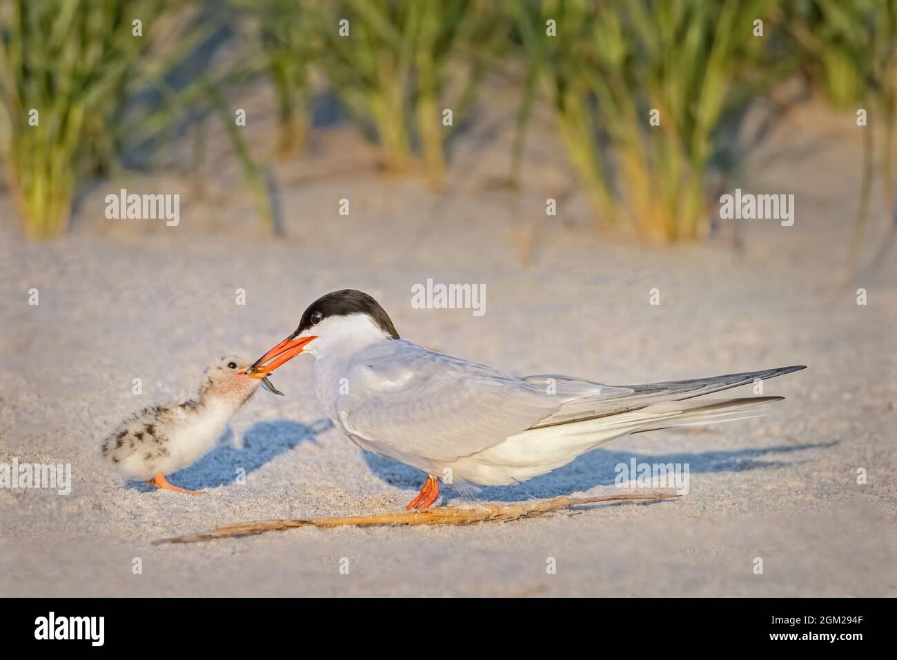 Common Tern Feeding - Dad returns back with a fish for the recently ...