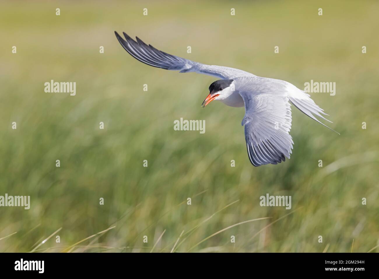 Common Tern In Flight - Common tern flying close to the grasses by the ...