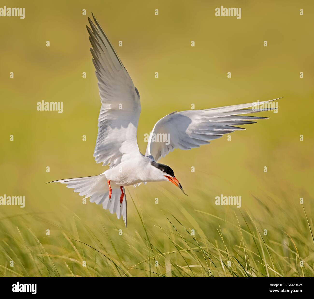 Tern In Flight - Common tern flying close to the grasses with a fish in ...