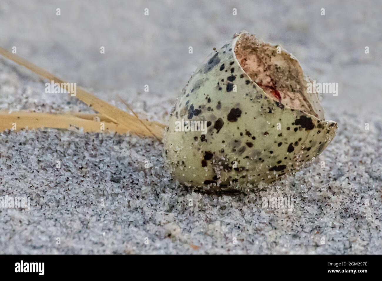 Common Tern Egg - Part of a common tern egg remains on the sand from a ...