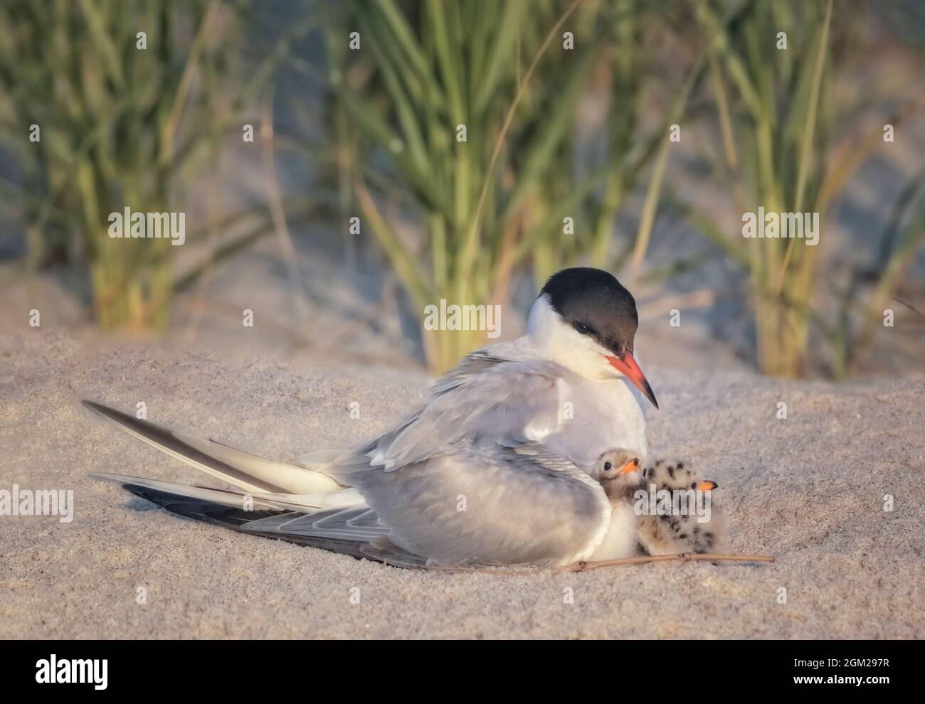Common Tern And Chicks - Common Tern keeps it's recently hatched chicks ...