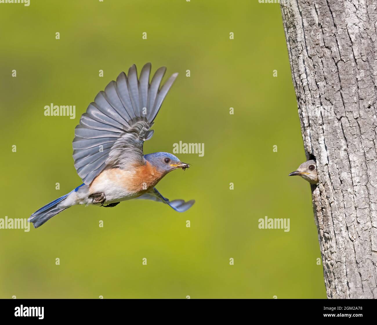 Bluebirds In Flight
