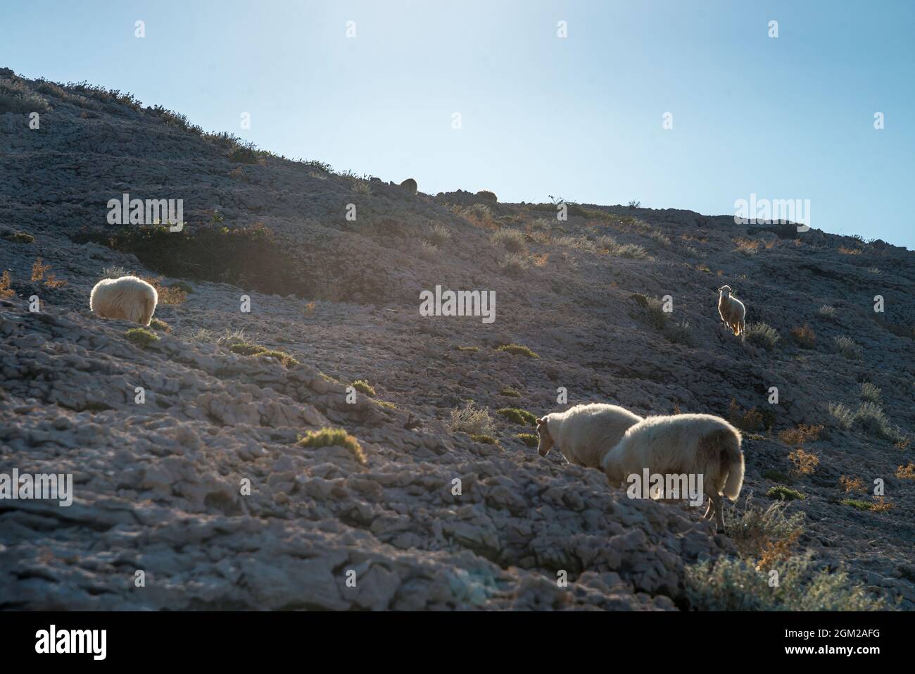 Island of pag croatia sheep hi-res stock photography and images - Alamy
