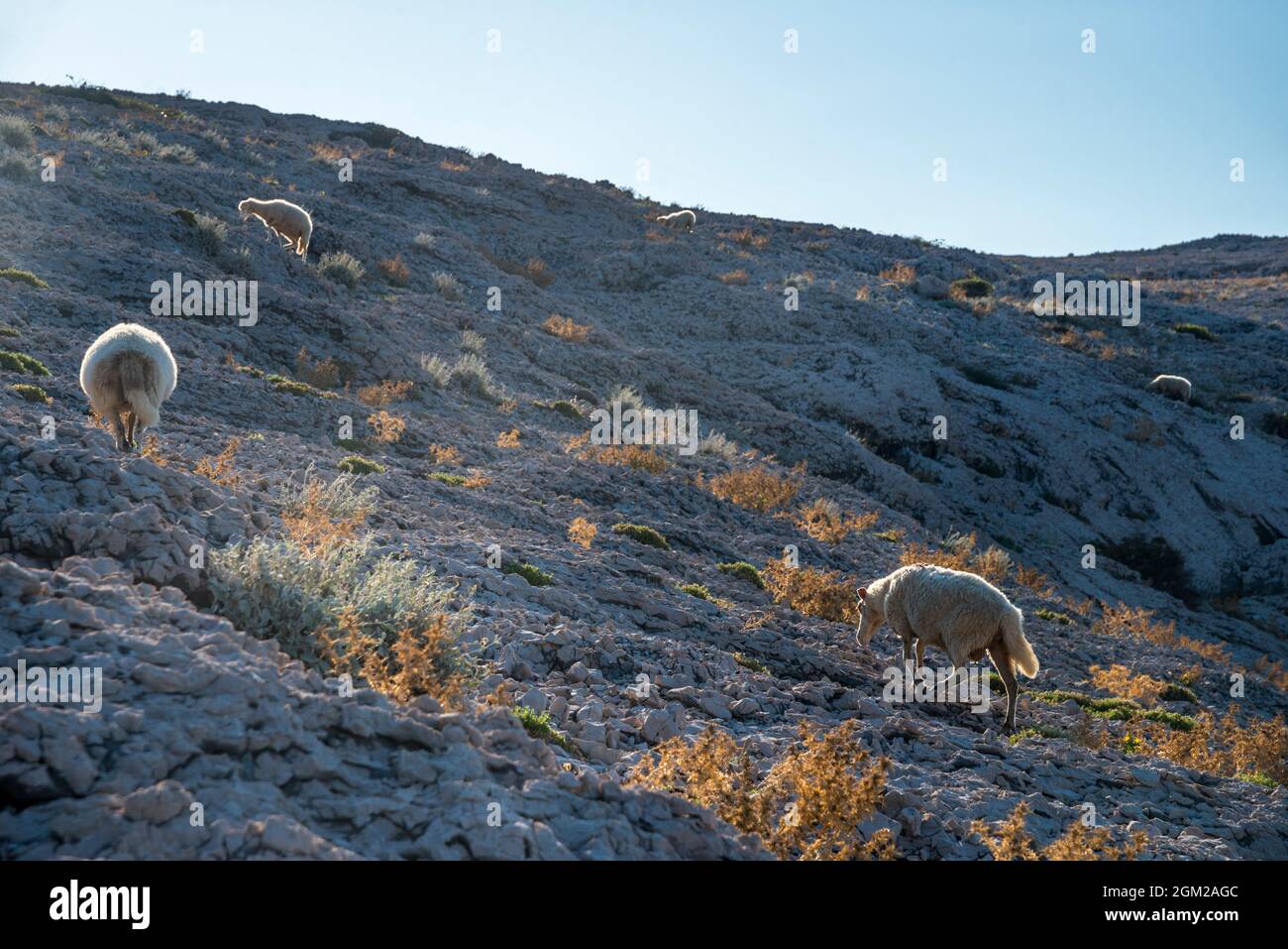 Island of pag croatia sheep hi-res stock photography and images - Alamy