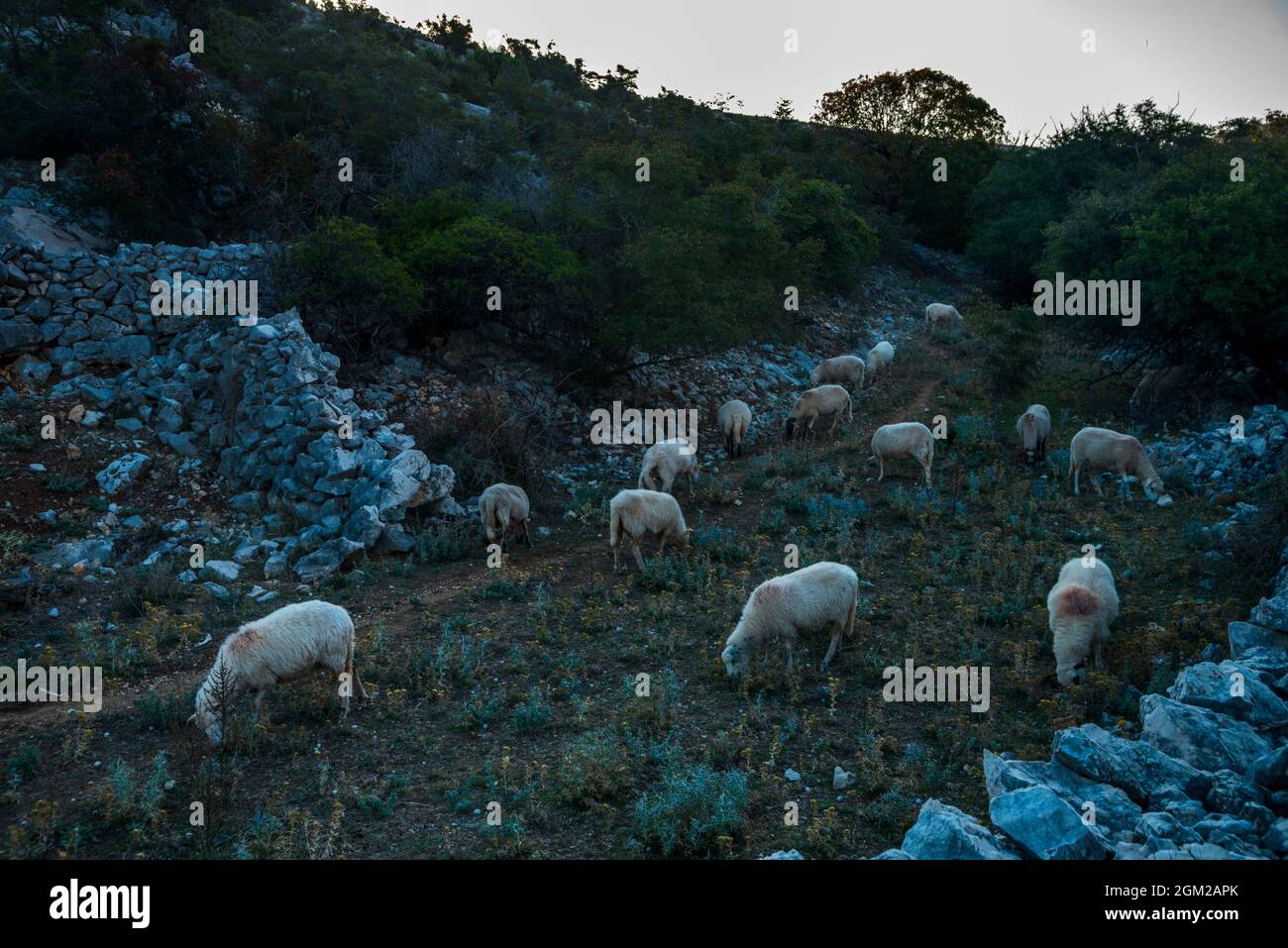 Sheep (Ovis aries) on Pag island, Croatia Stock Photo - Alamy