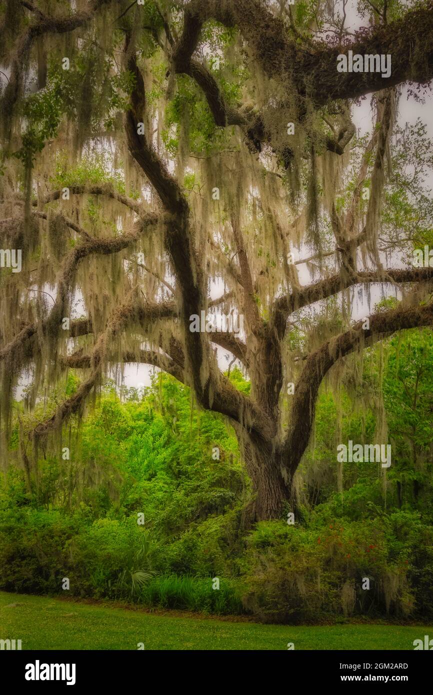 Live Oak Tree Charleston SC - Live Oak trees at the beautiful Magnolia ...