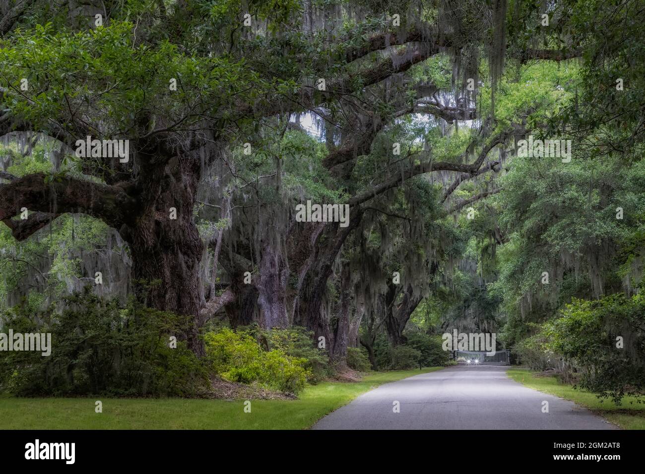 Live Oak Trees Charleston SC - Live Oak trees at the beautiful Magnolia ...