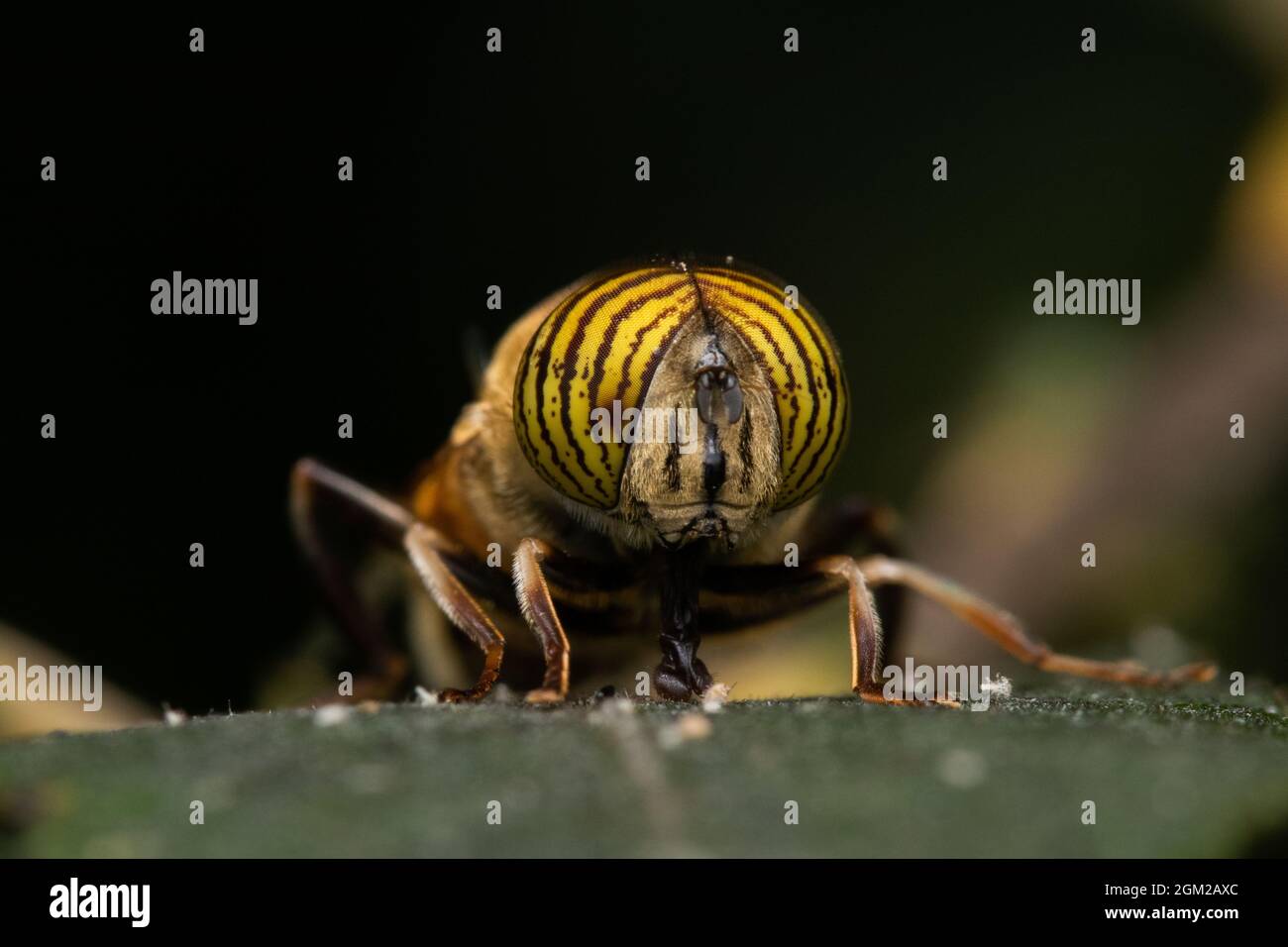 Band-eyed drone fly (eristalinus taeniops) perched on green leaf Stock ...